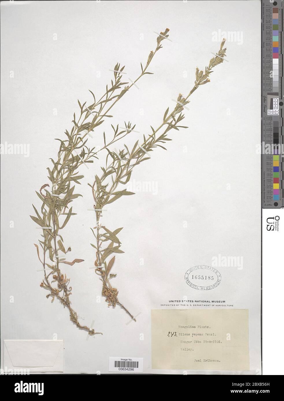 Silene repens Patrin Silene repens Patrin Stock Photo - Alamy