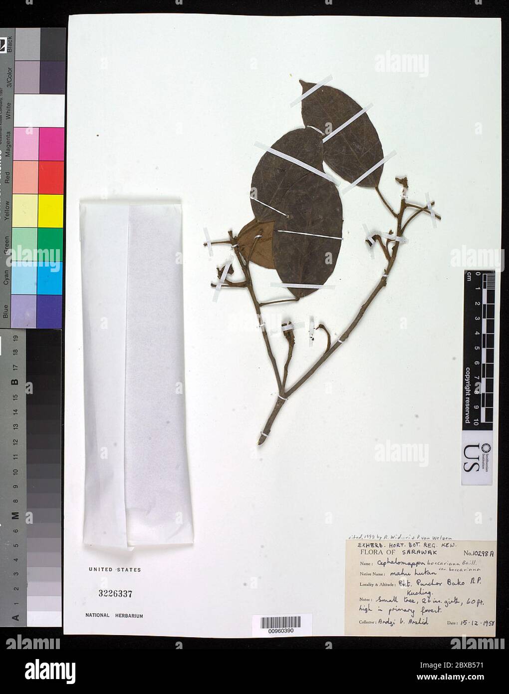 Cephalomappa beccariana Baill Cephalomappa beccariana Baill Stock Photo ...