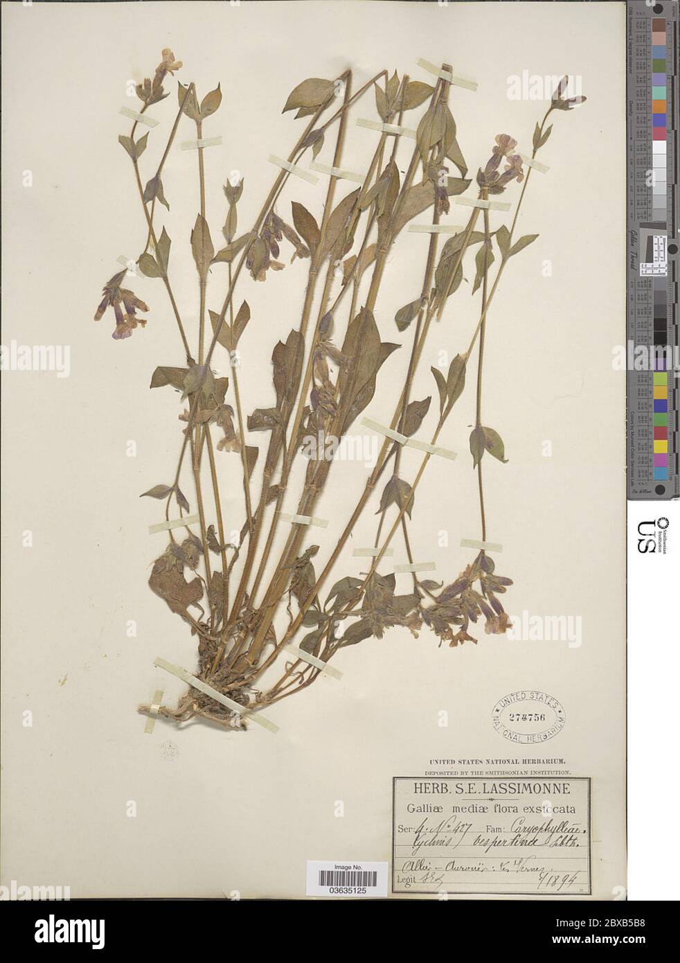 Melandrium sp Melandrium sp Stock Photo - Alamy