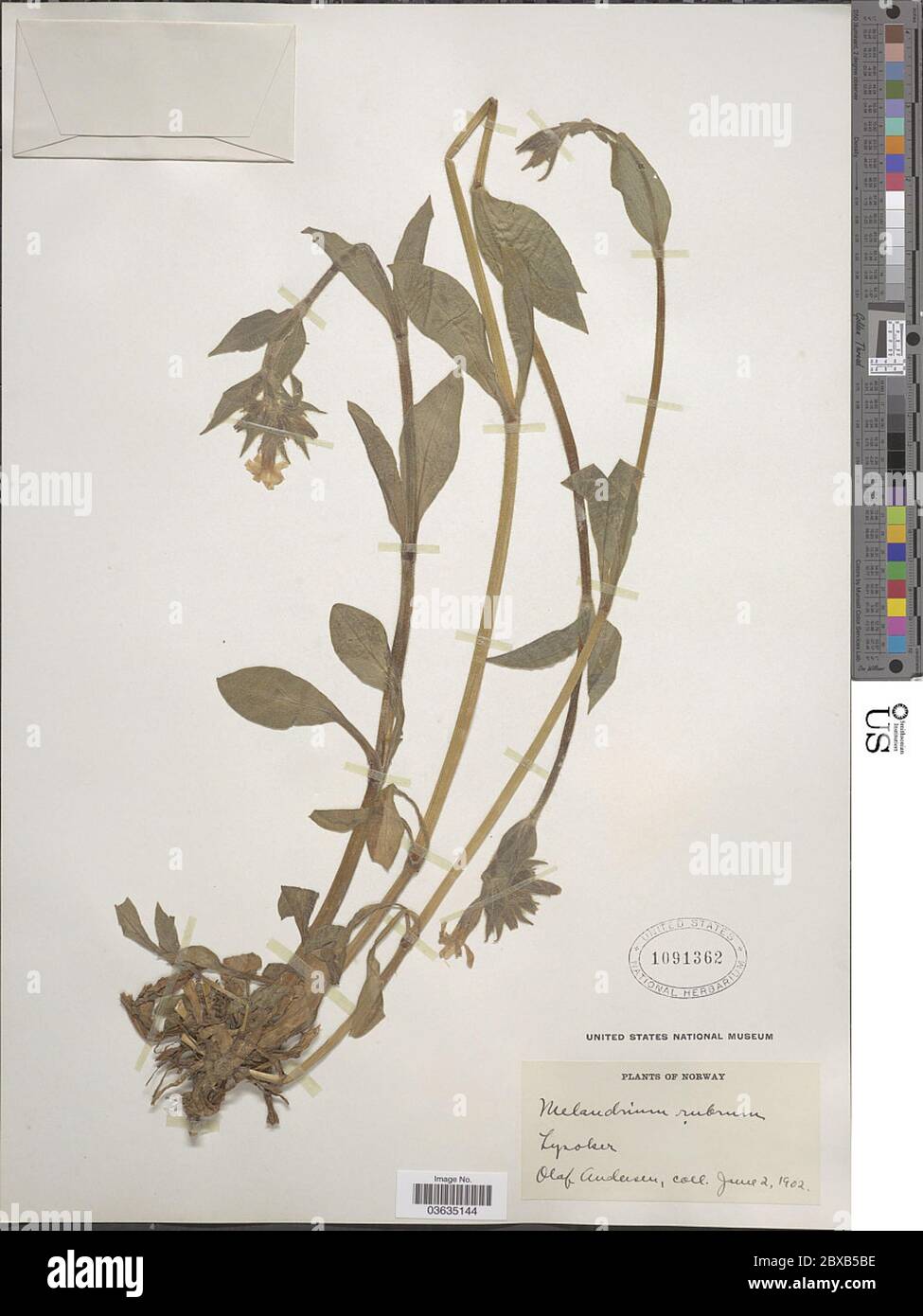 Melandrium rubrum hi-res stock photography and images - Alamy