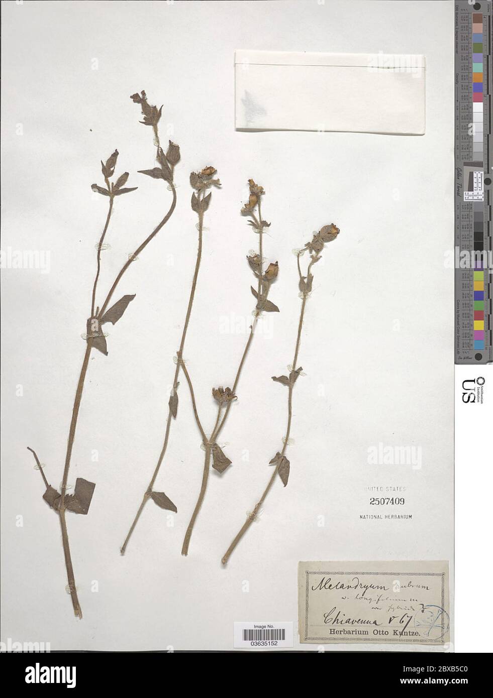 Melandrium rubrum hi-res stock photography and images - Alamy