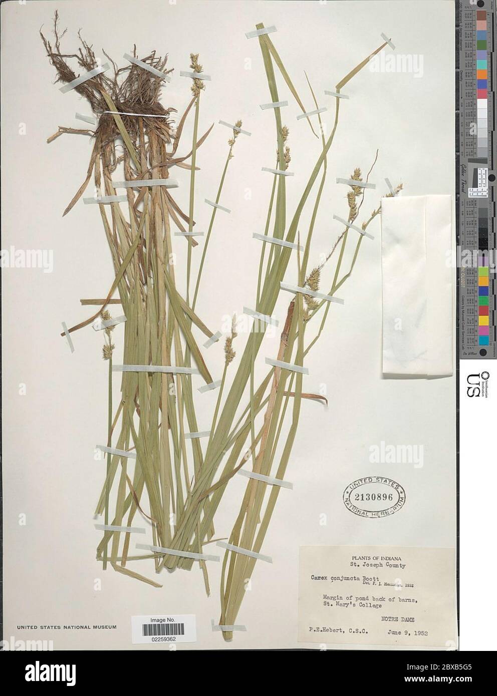 Carex conjuncta Boott Carex conjuncta Boott Stock Photo - Alamy