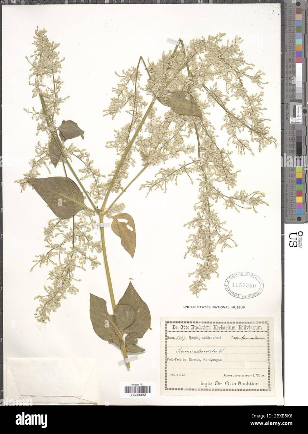 Chicken gizzard plant hi-res stock photography and images - Alamy