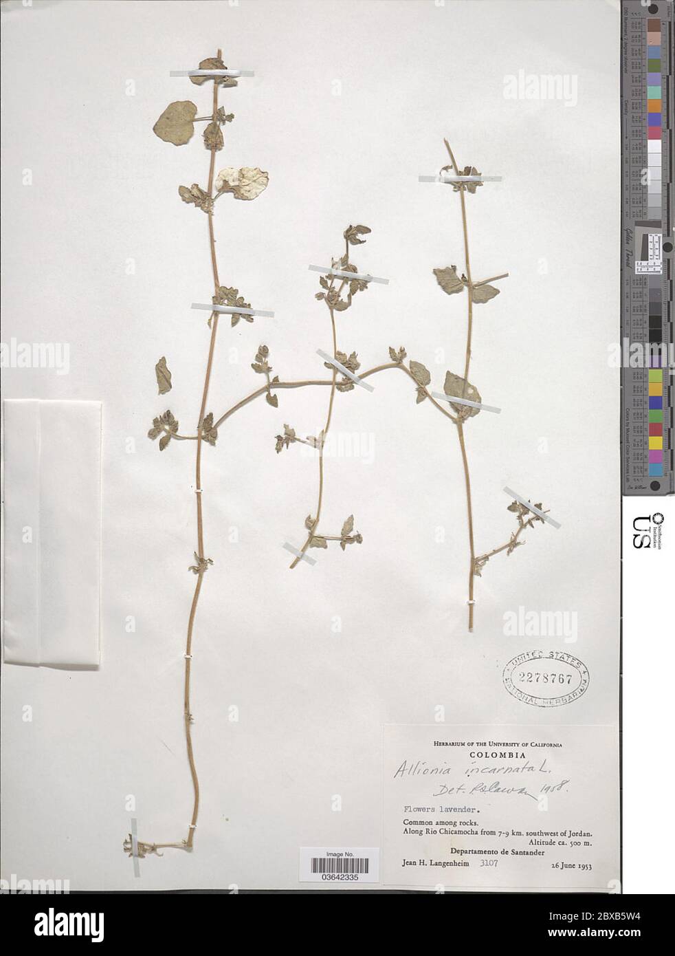 Allionia hi-res stock photography and images - Alamy