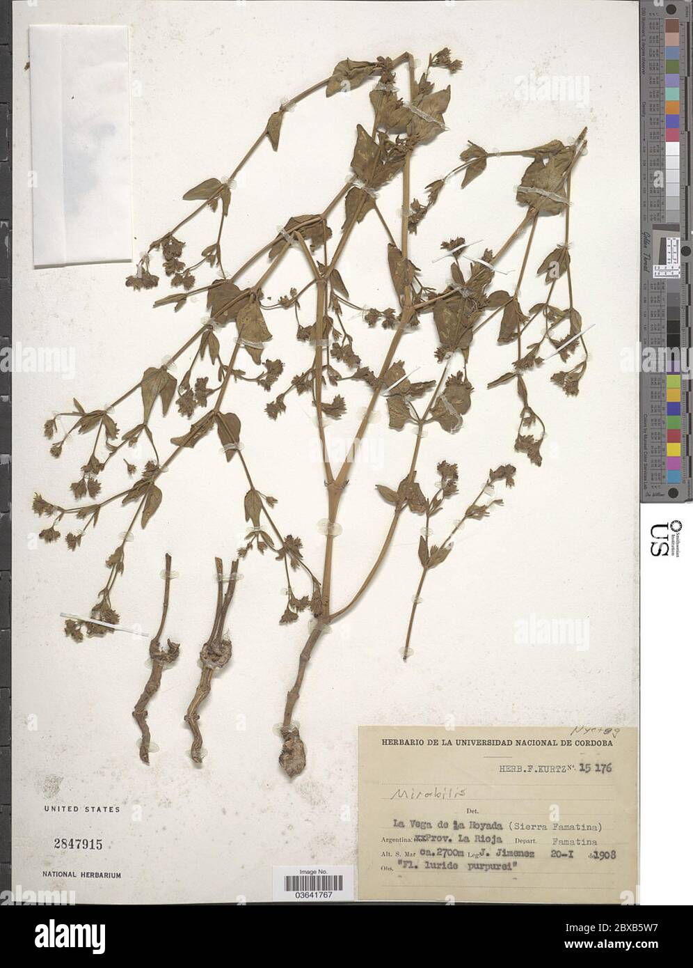 Mirabilis sp hi-res stock photography and images - Alamy