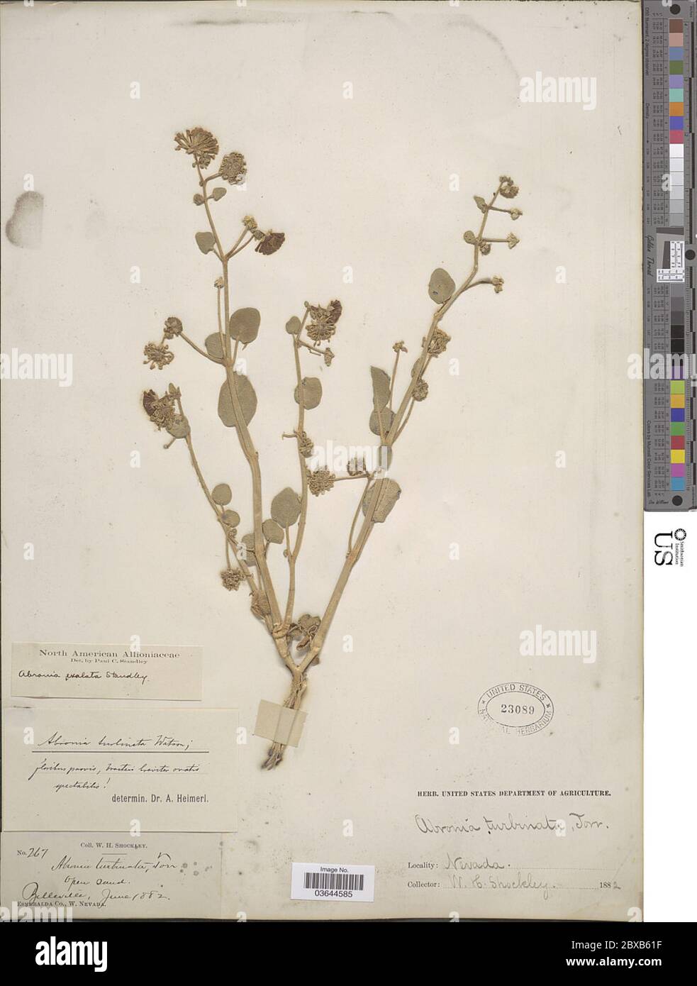 Exalata hi-res stock photography and images - Alamy