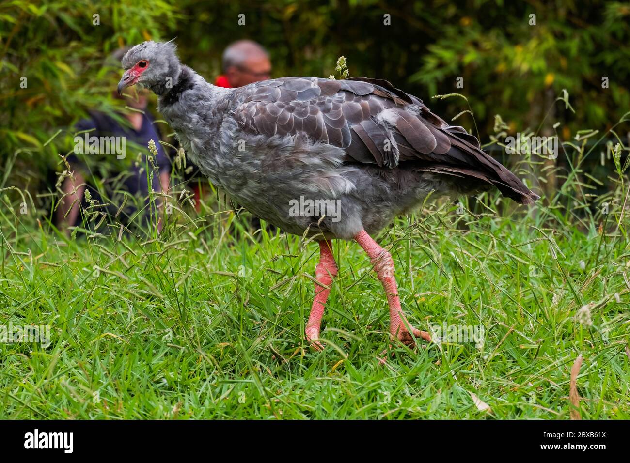 Endangered Animals in the Zoo Stock Photo - Alamy