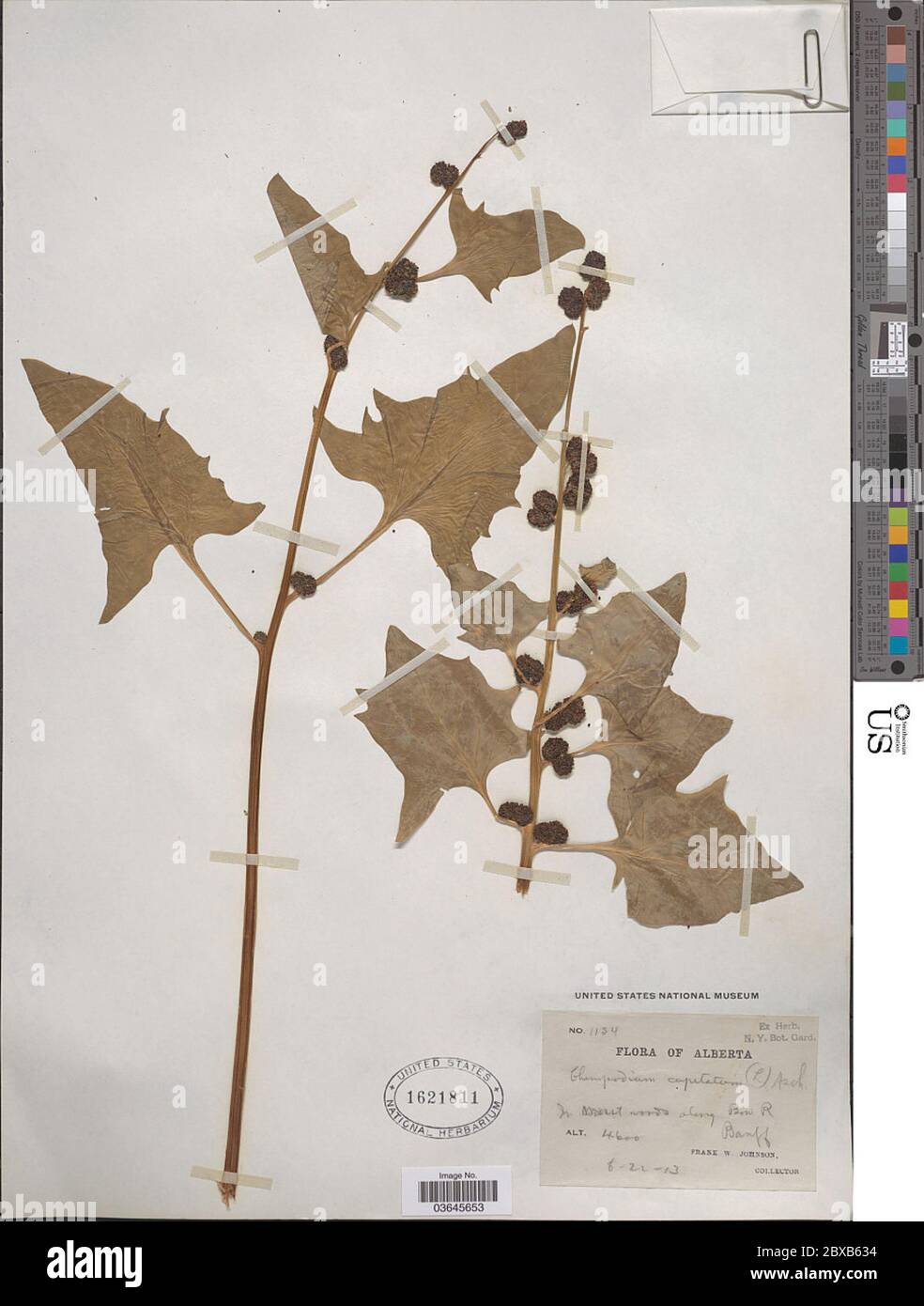 Blitum capitatum L Blitum capitatum L Stock Photo - Alamy