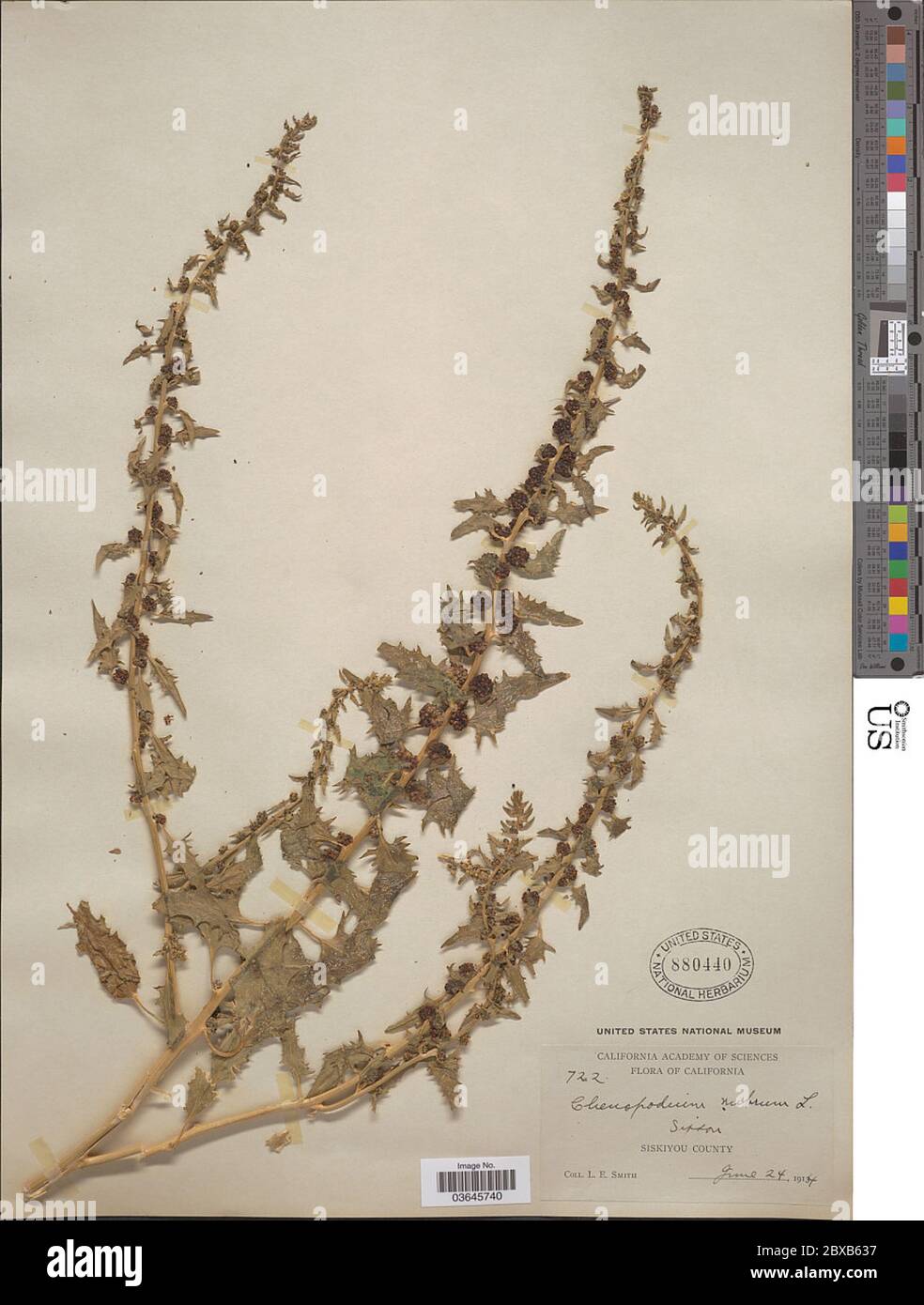 Blitum virgatum hi-res stock photography and images - Alamy