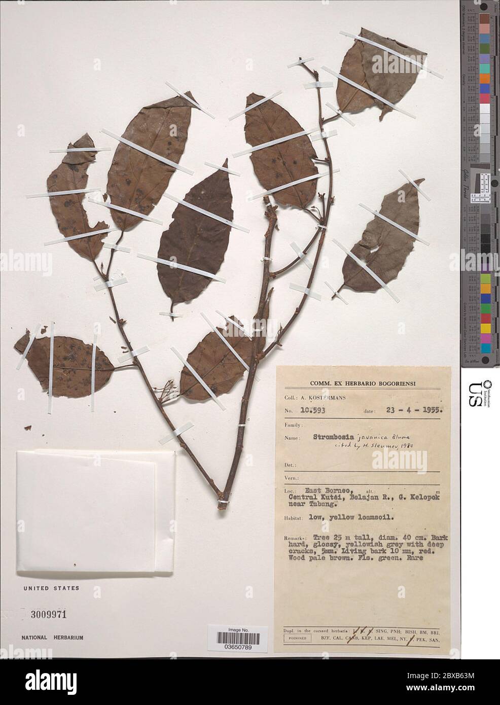 Strombosia javanica Blume Strombosia javanica Blume Stock Photo - Alamy
