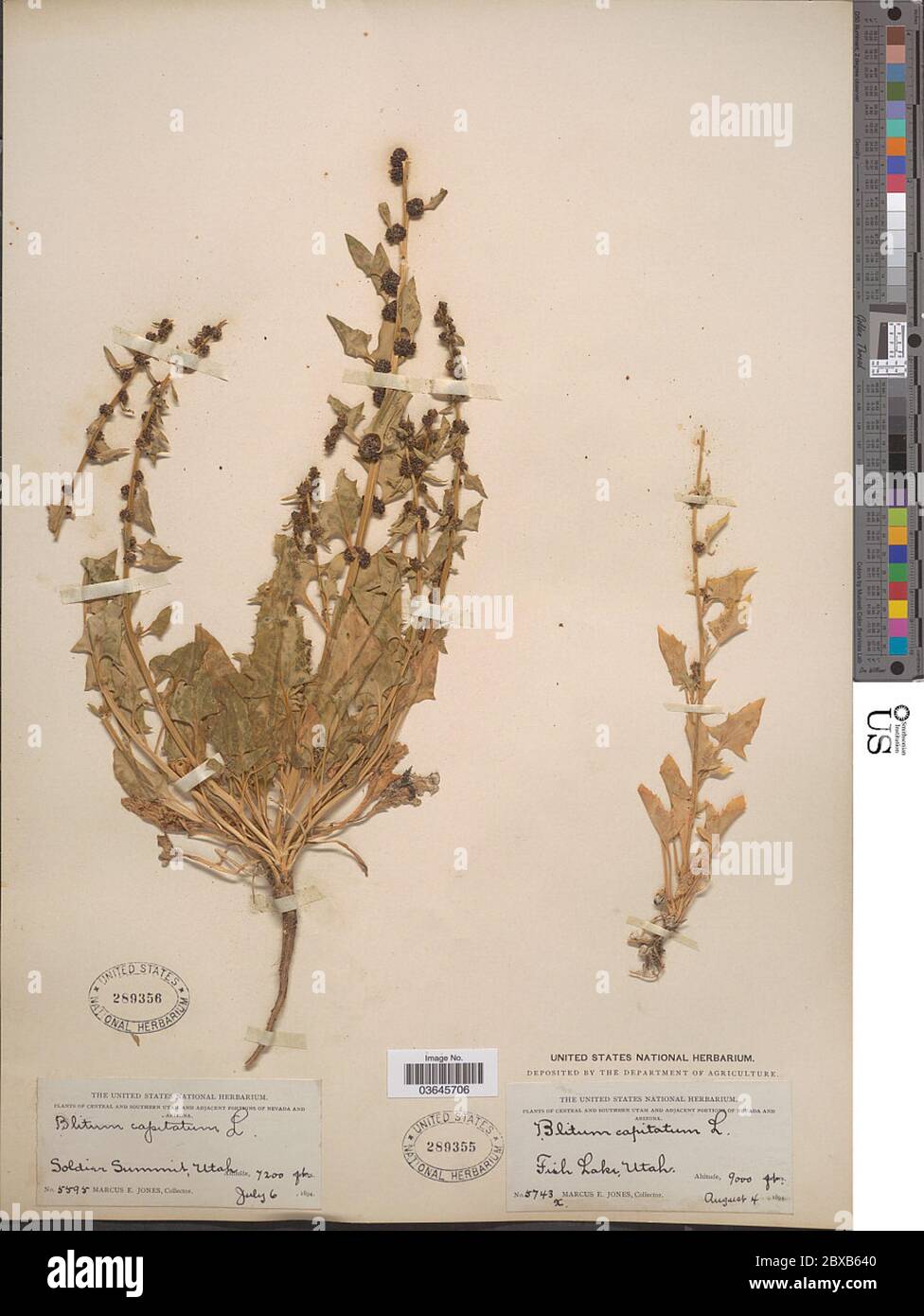 Blitum capitatum hi-res stock photography and images - Alamy