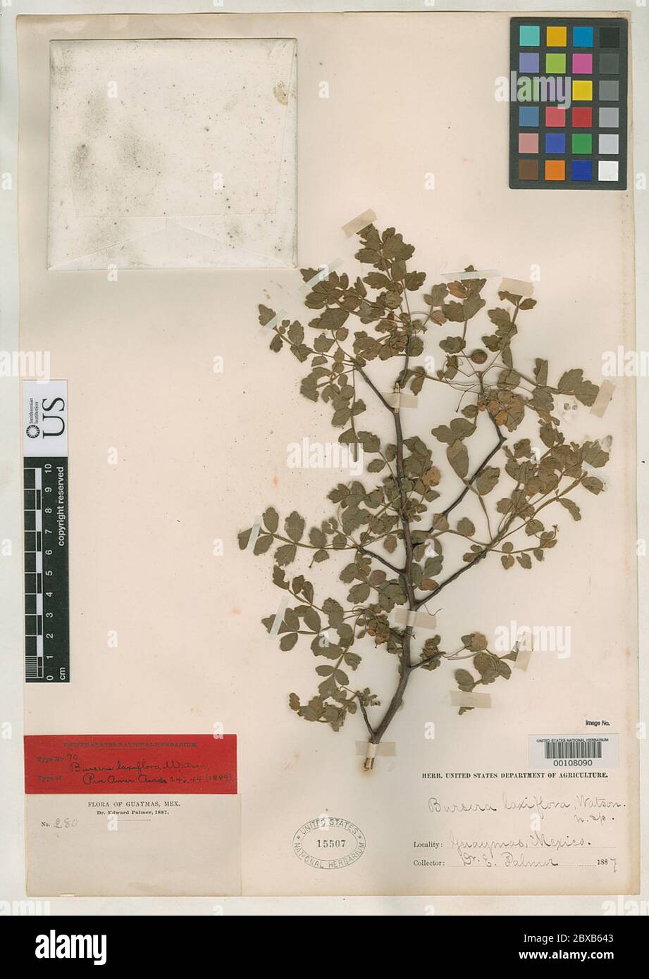 Bursera laxiflora hi-res stock photography and images - Alamy