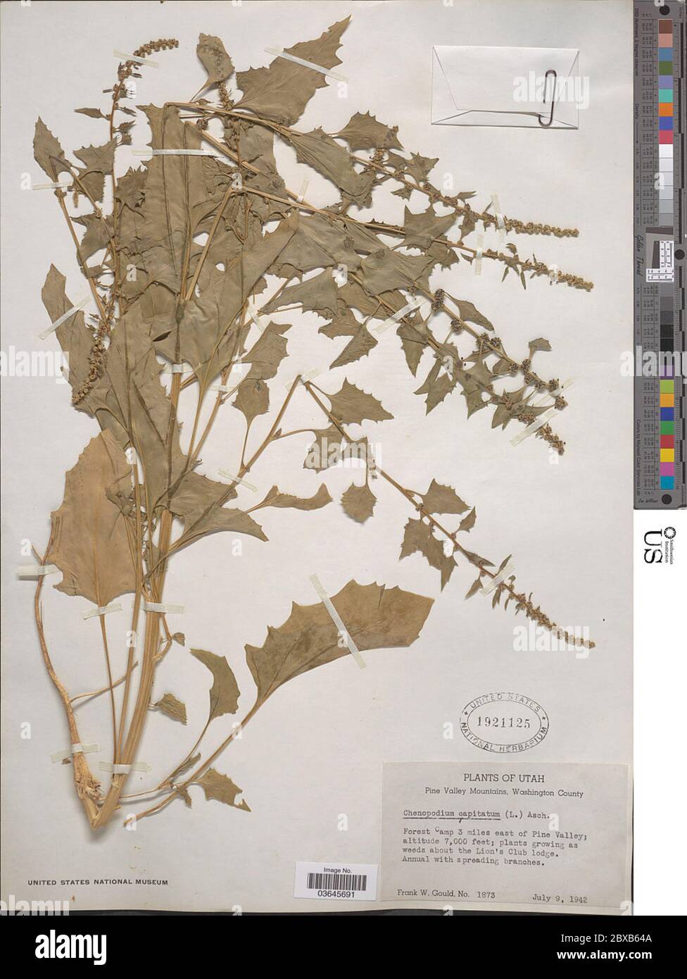 Blitum capitatum hi-res stock photography and images - Alamy