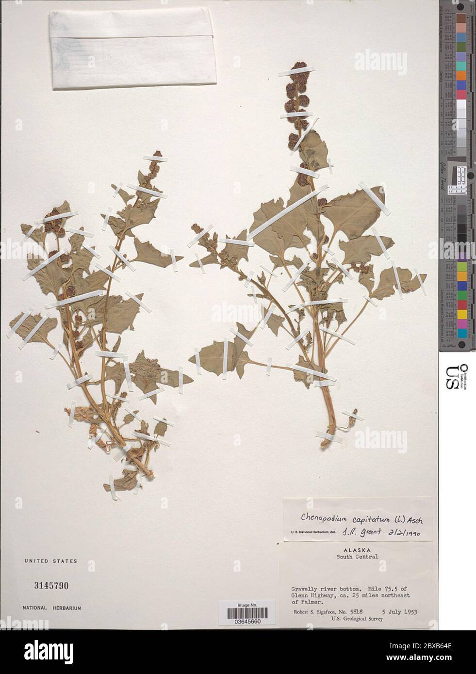 Blitum capitatum hi-res stock photography and images - Alamy