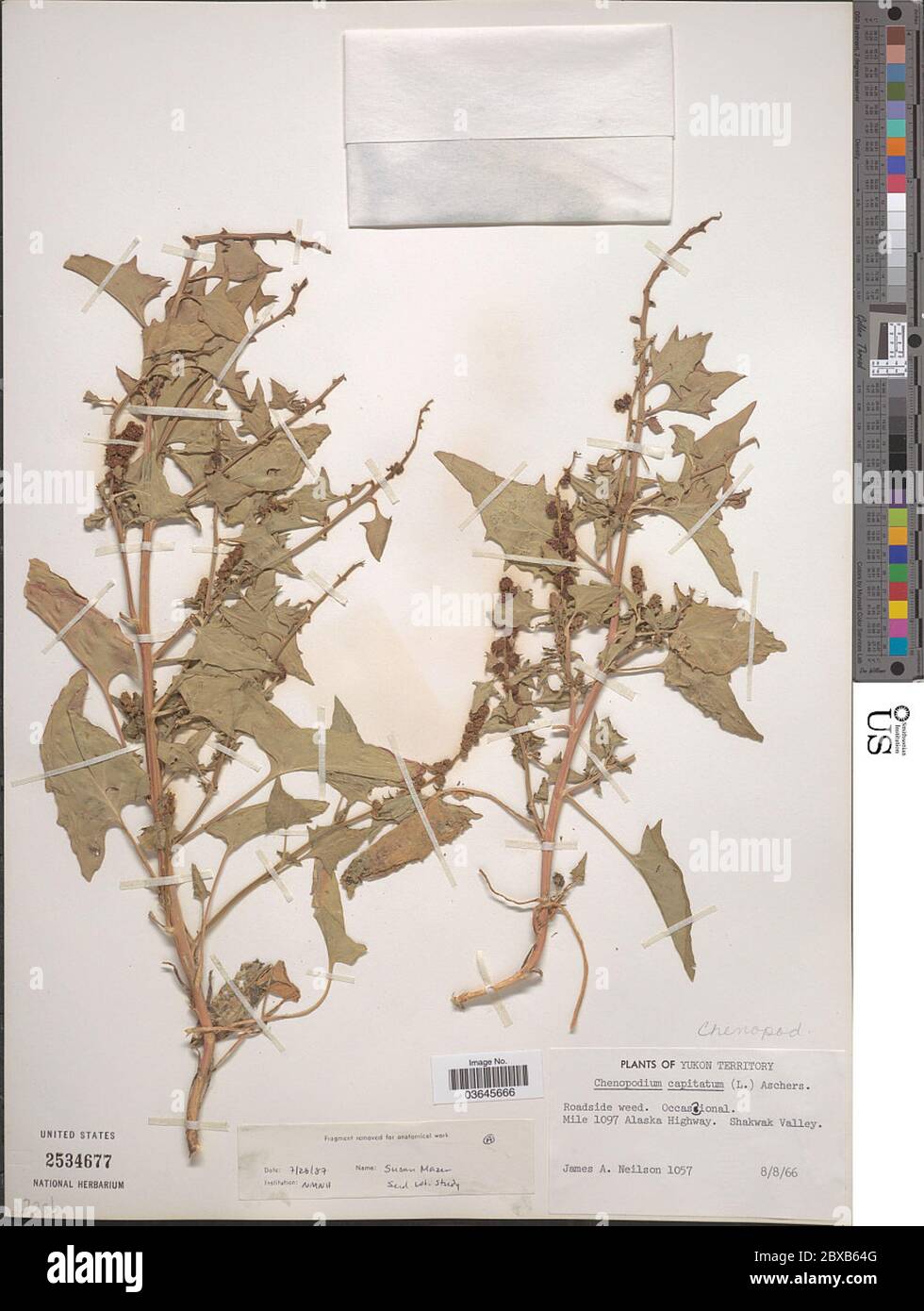 Blitum capitatum hi-res stock photography and images - Alamy