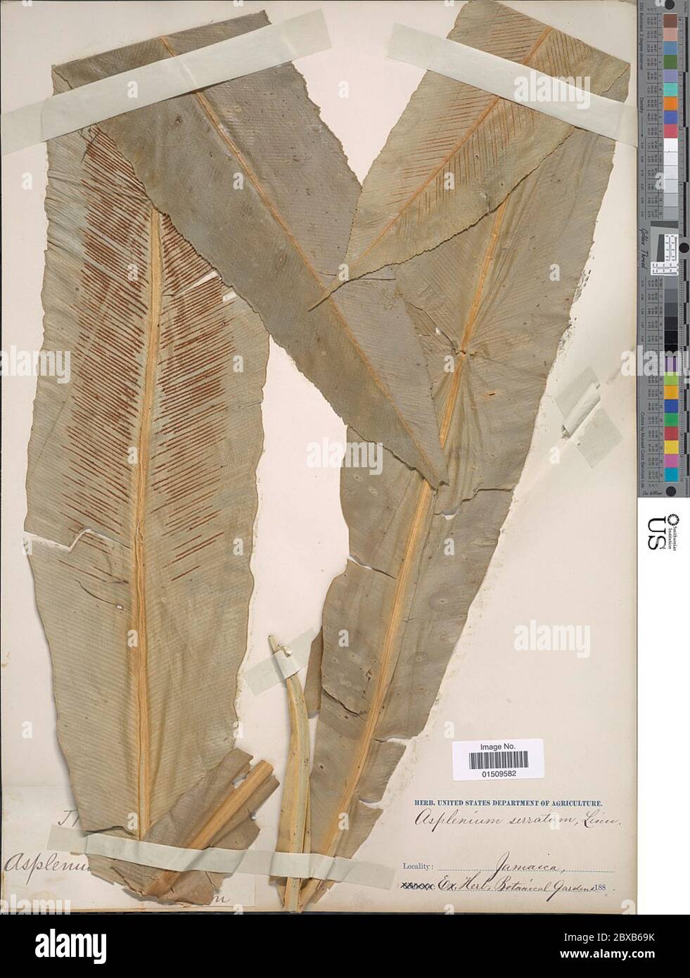 Asplenium serratum L Asplenium serratum L Stock Photo - Alamy