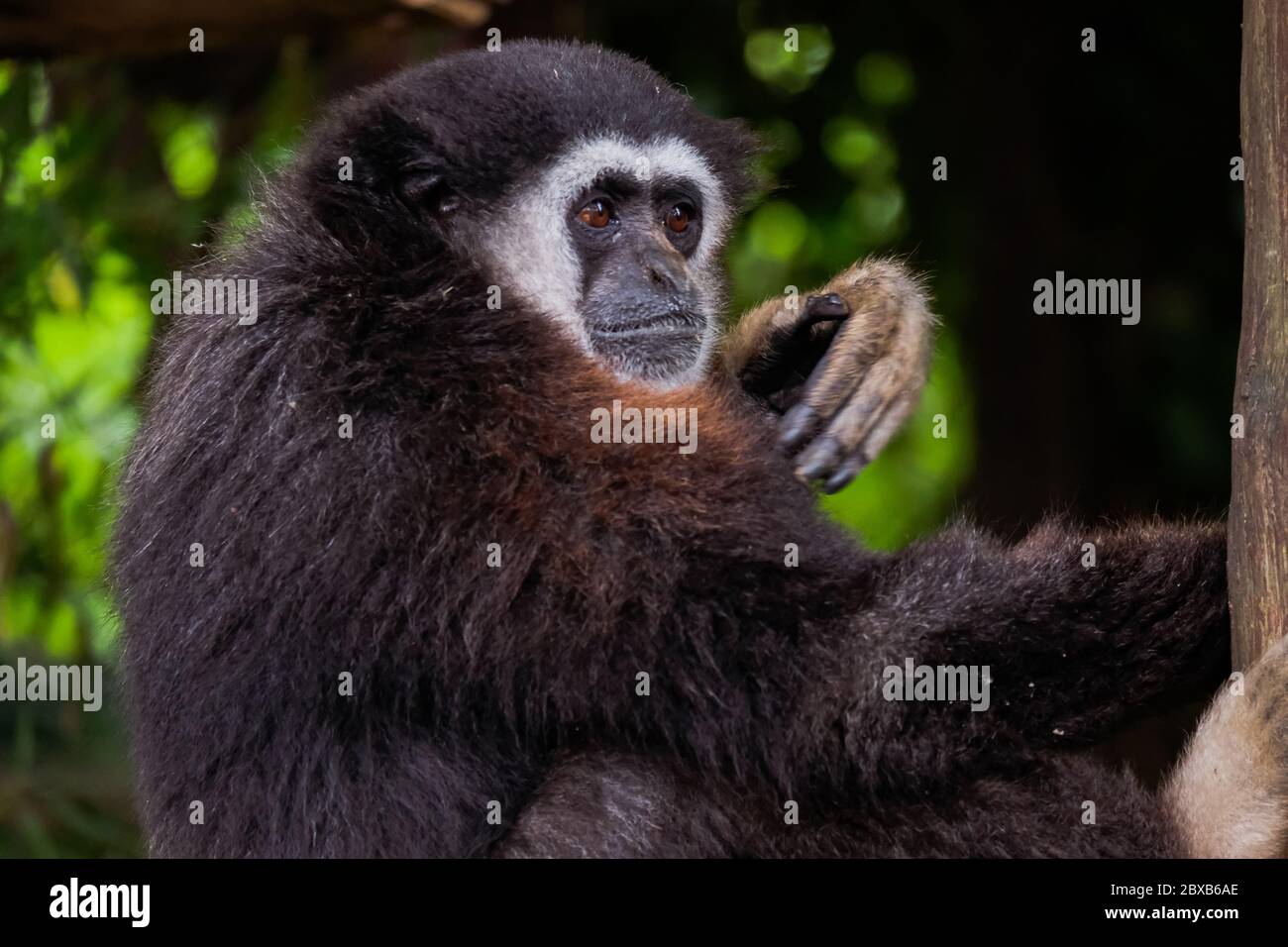 Gibbon monkey hi-res stock photography and images - Alamy