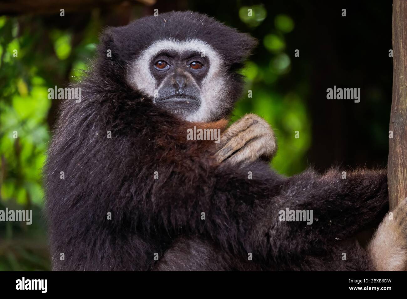 White-Handed Gibbon Monkey - "Hylobates Lar Stock Photo - Alamy