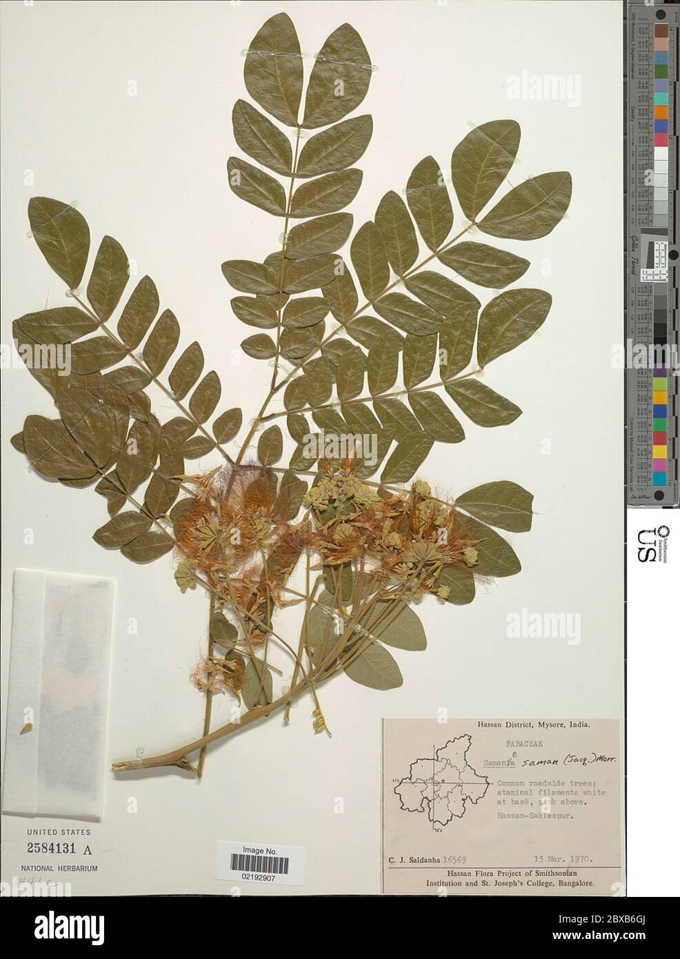 Samanea saman Jacq Merr Samanea saman Jacq Merr Stock Photo - Alamy