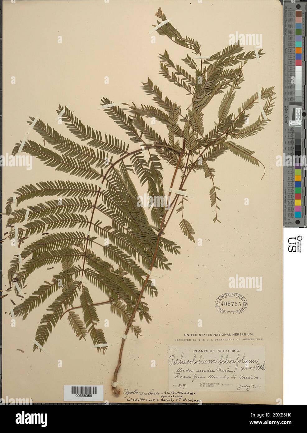 Cojoba arborea L Britton Rose Cojoba arborea L Britton Rose Stock Photo ...