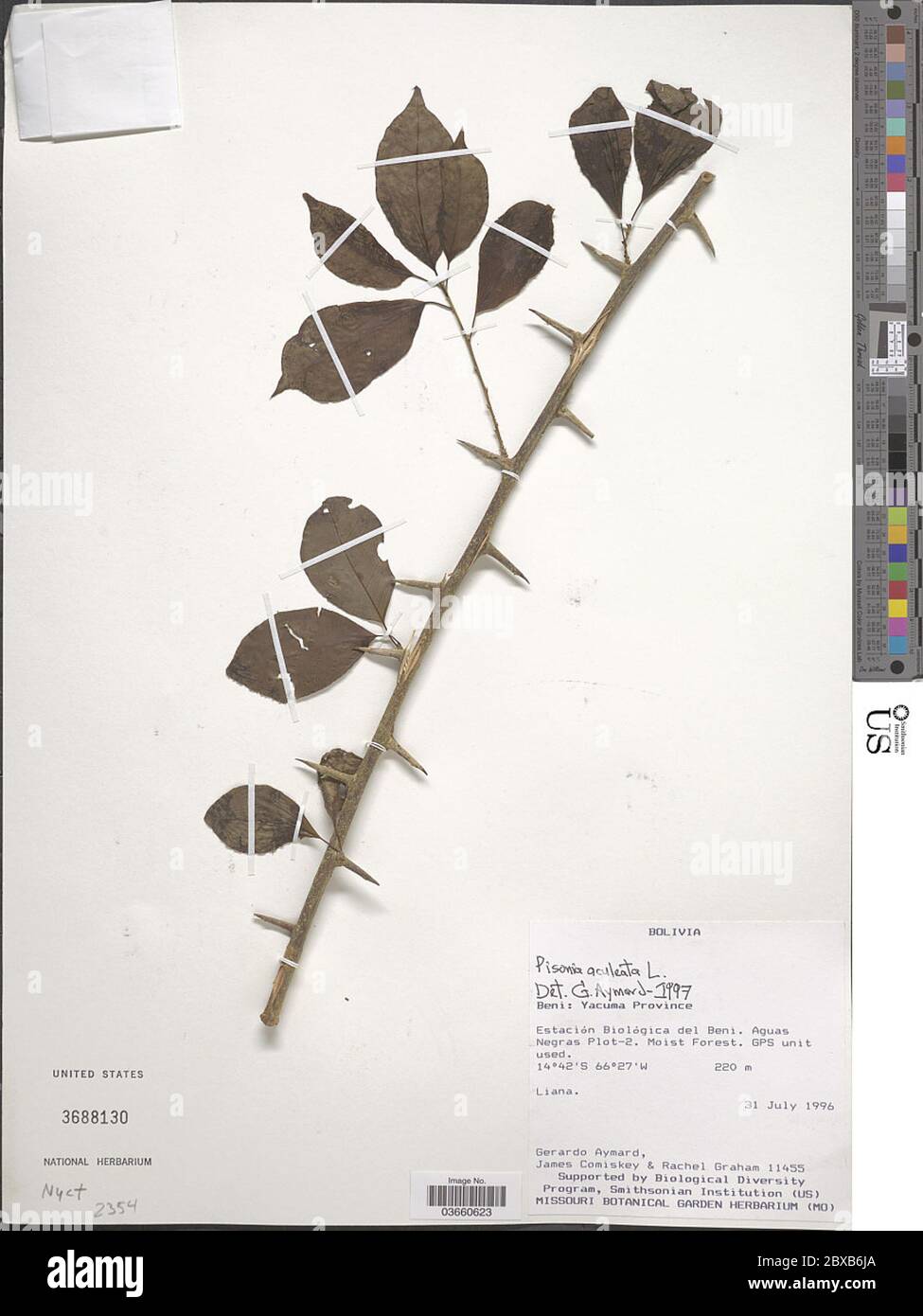 Pisonia aculeata L Pisonia aculeata L Stock Photo - Alamy
