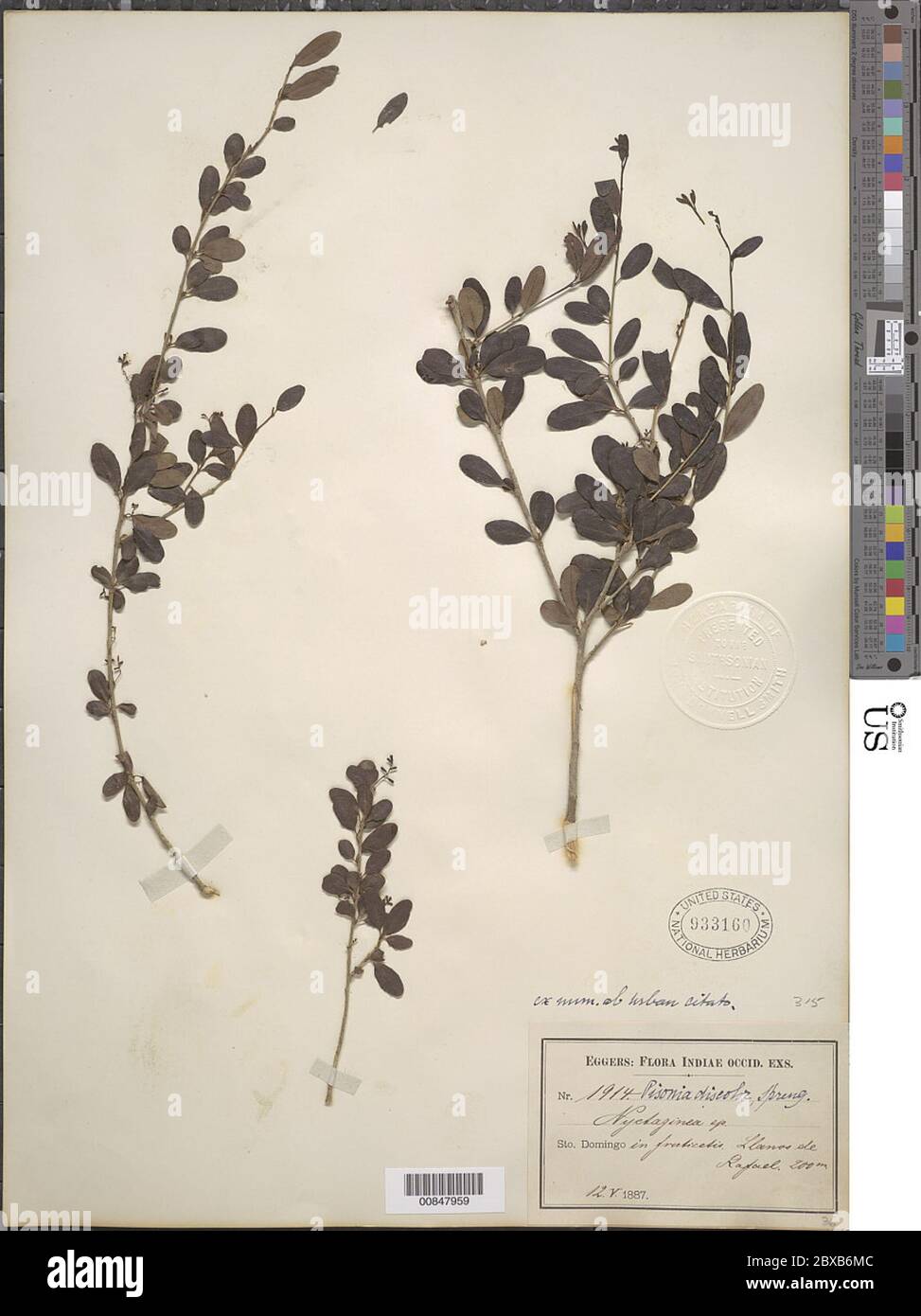 Guapira discolor hi-res stock photography and images - Alamy