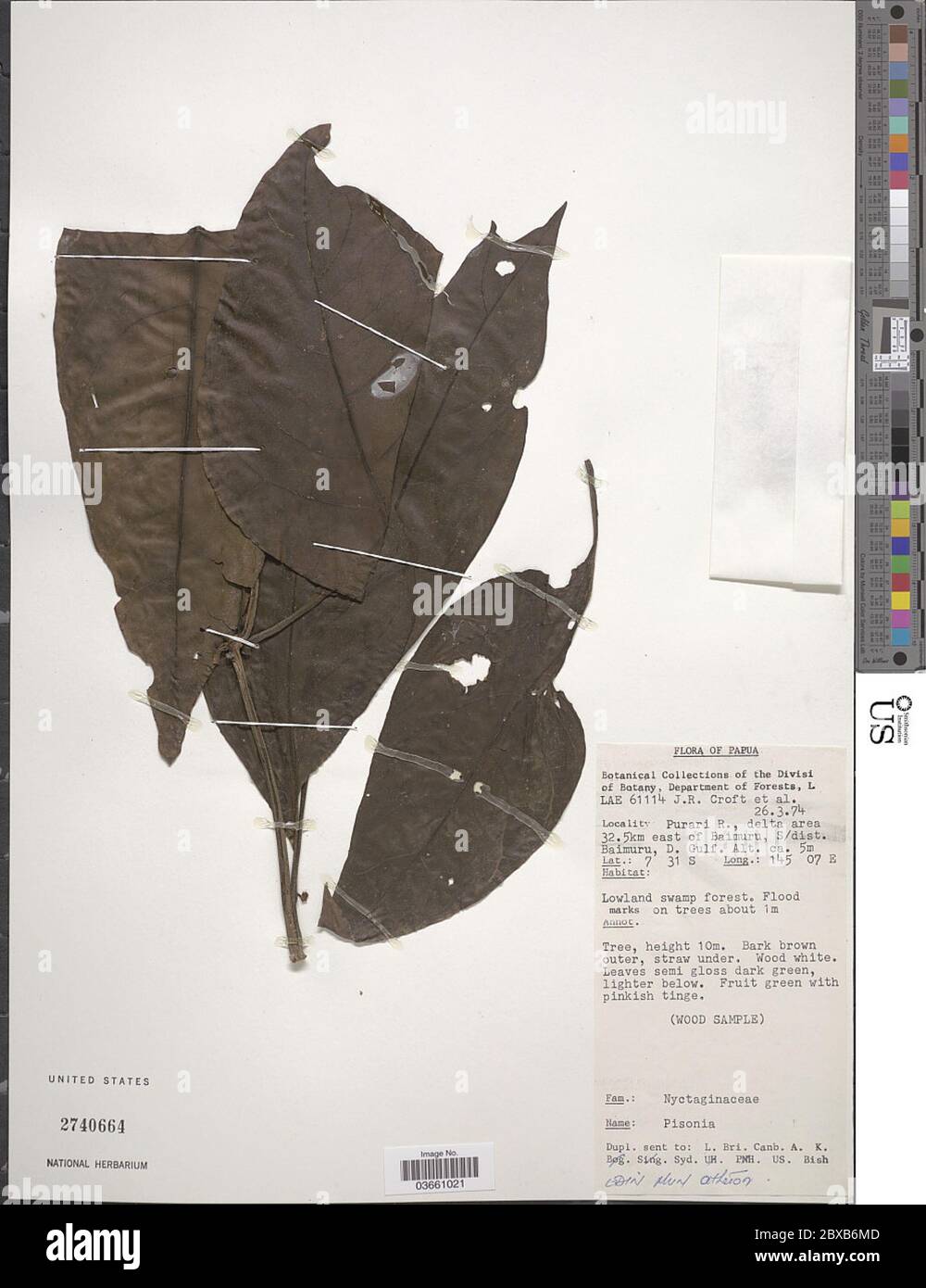 Pisonia sp Pisonia sp Stock Photo - Alamy