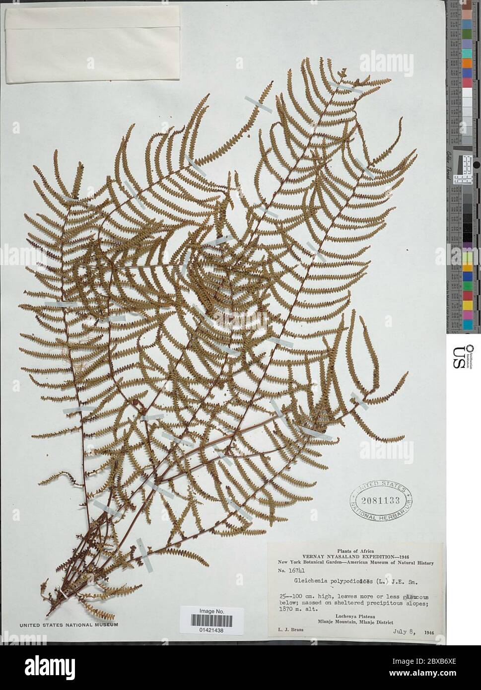 Gleichenia polypodioides L Sm Gleichenia polypodioides L Sm Stock Photo ...