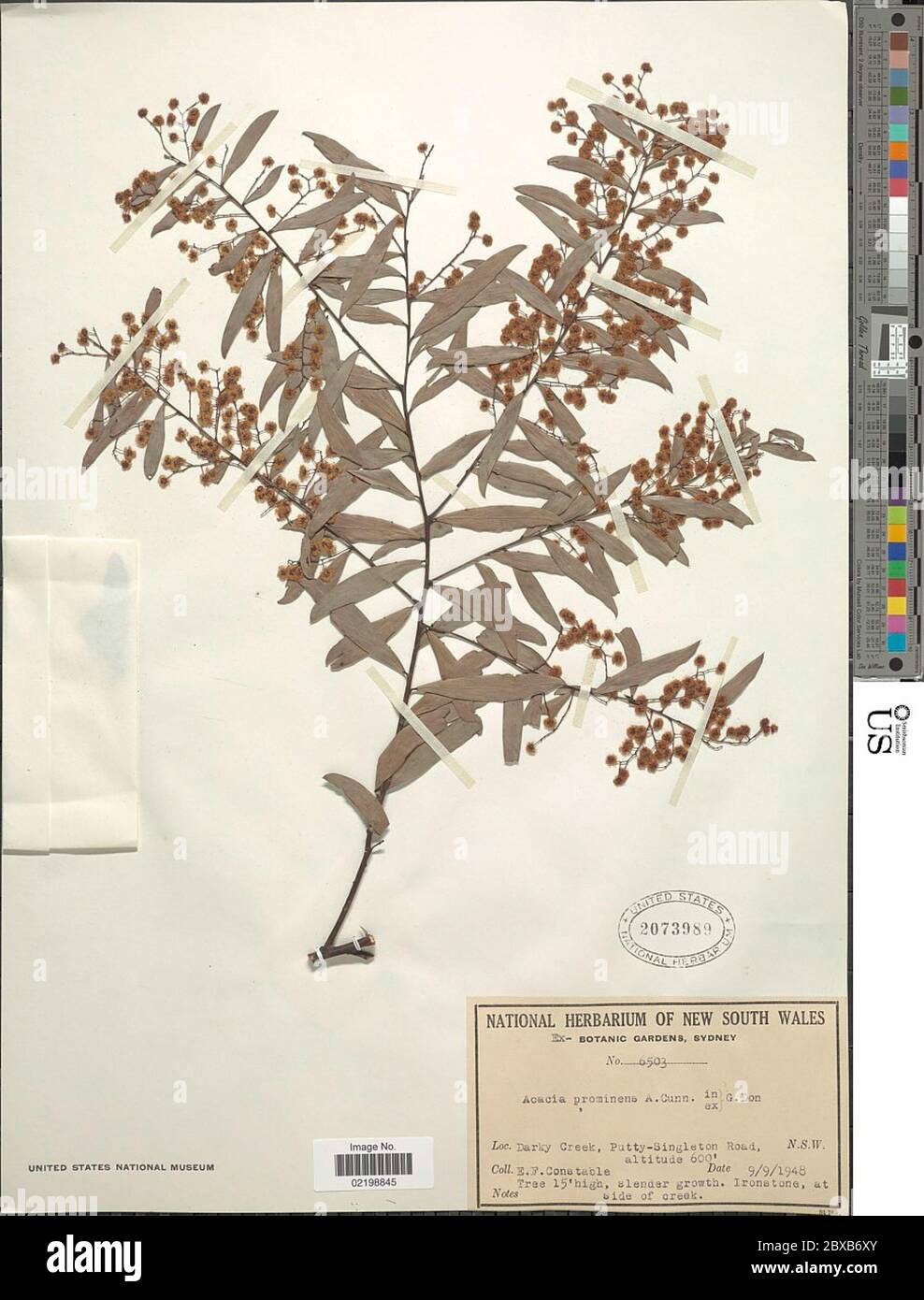 Acacia prominens hi-res stock photography and images - Alamy