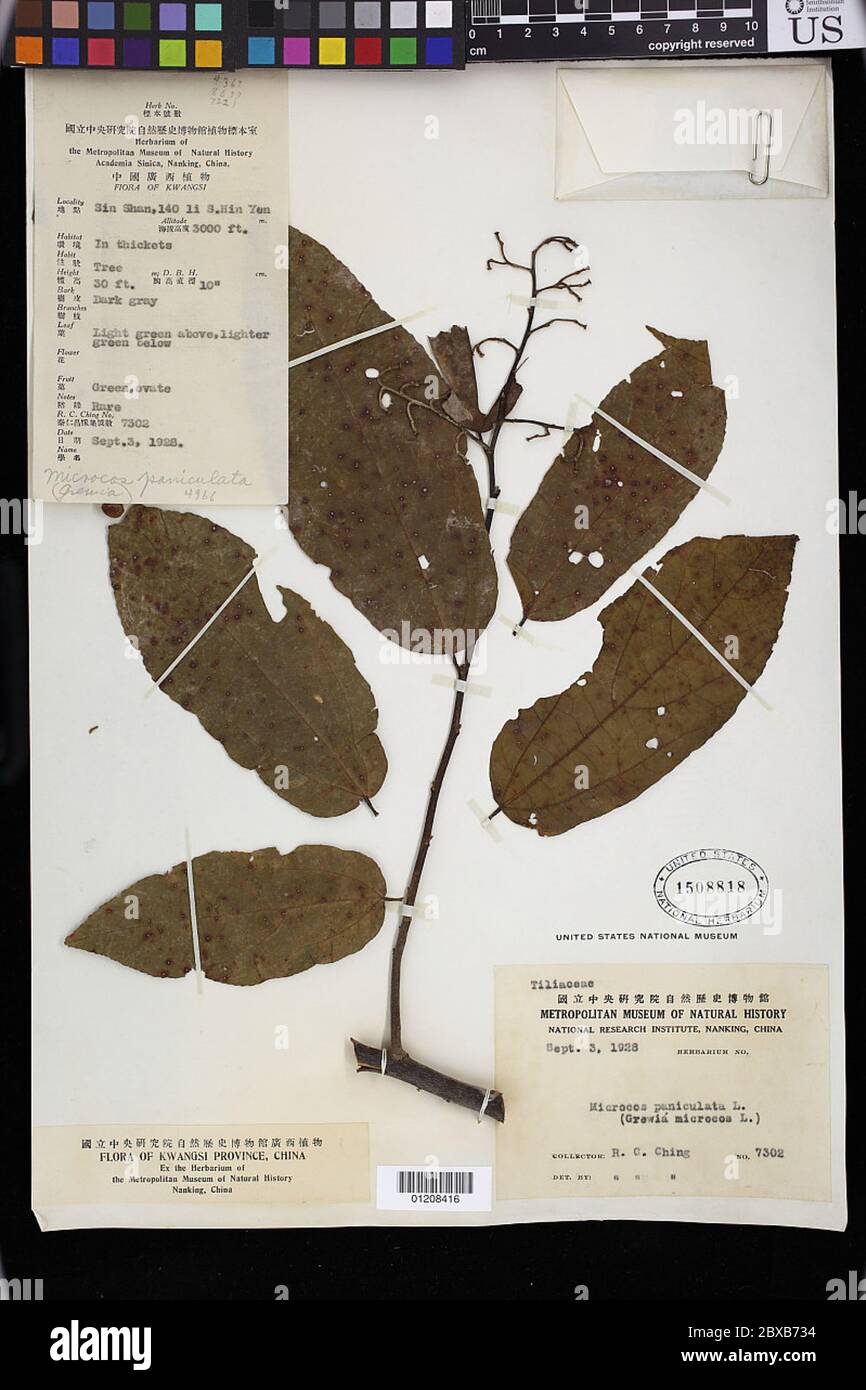 Microcos paniculata L Microcos paniculata L Stock Photo - Alamy