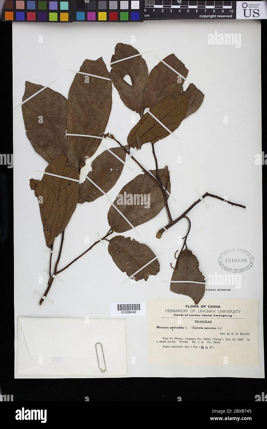 Microcos paniculata L Microcos paniculata L Stock Photo - Alamy