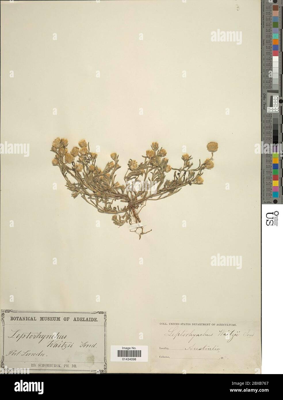 Leptorhynchos waitzia Sonder Leptorhynchos waitzia Sonder Stock Photo ...