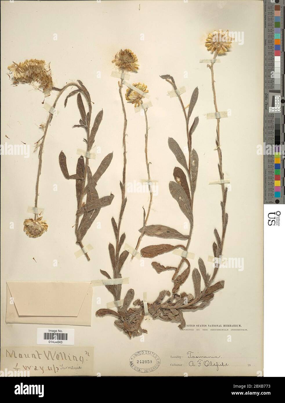 Coronidium scorpioides Labill Paul G Wilson Coronidium scorpioides ...