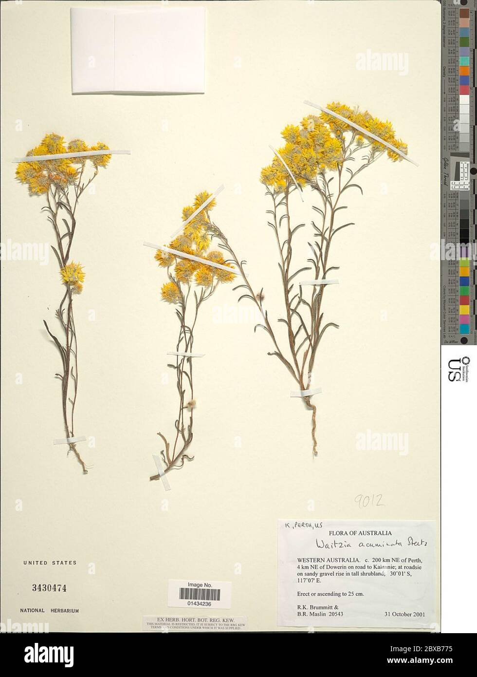 Waitzia acuminata hi-res stock photography and images - Alamy