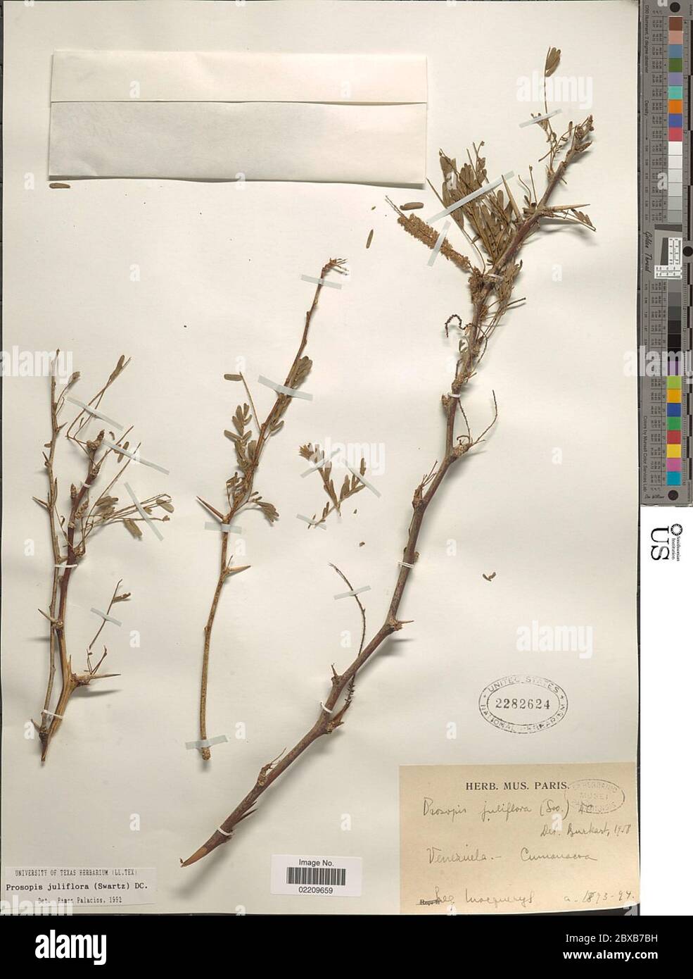 Prosopis juliflora Sw DC Prosopis juliflora Sw DC Stock Photo - Alamy