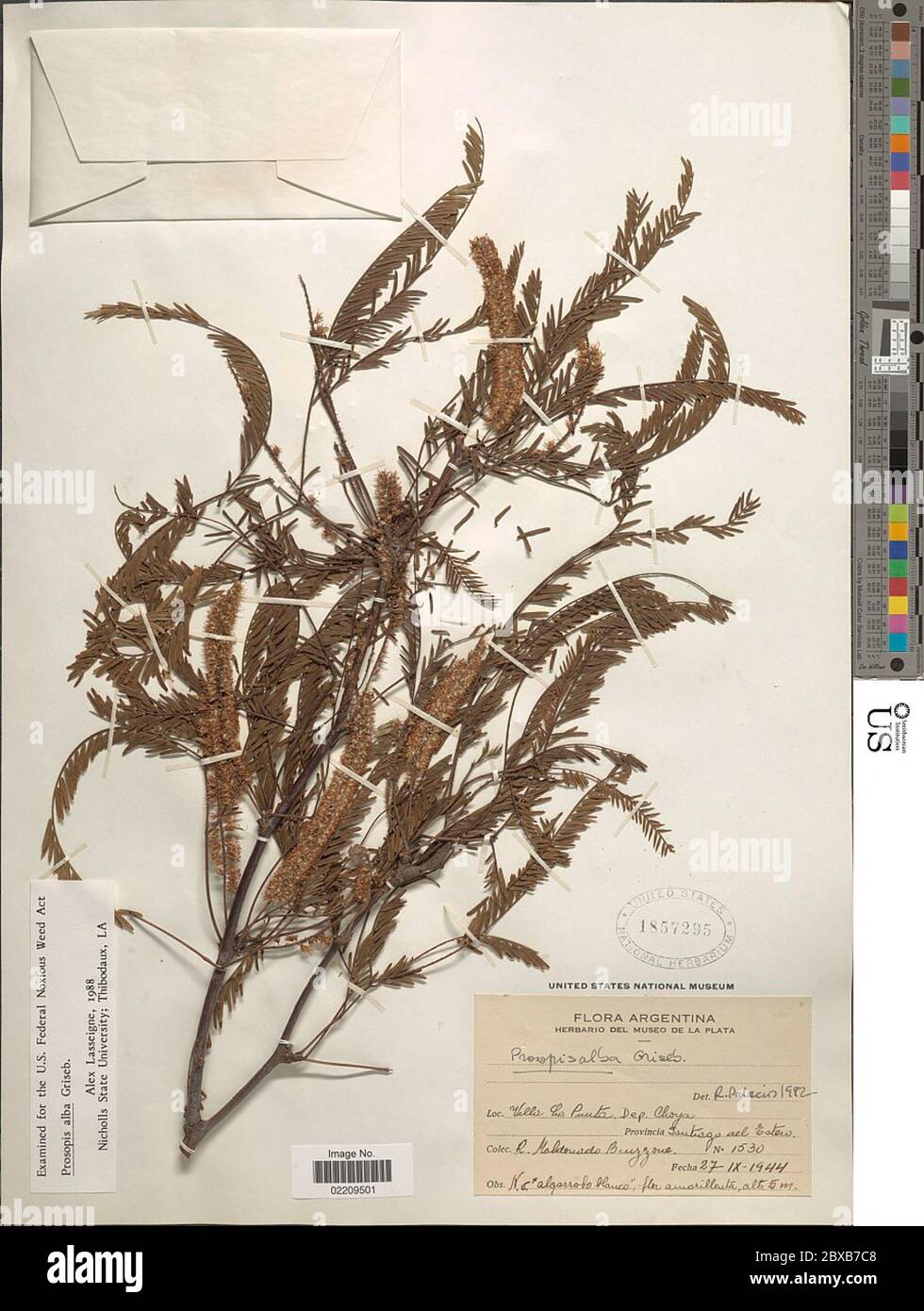 Prosopis alba Prosopis alba Stock Photo - Alamy