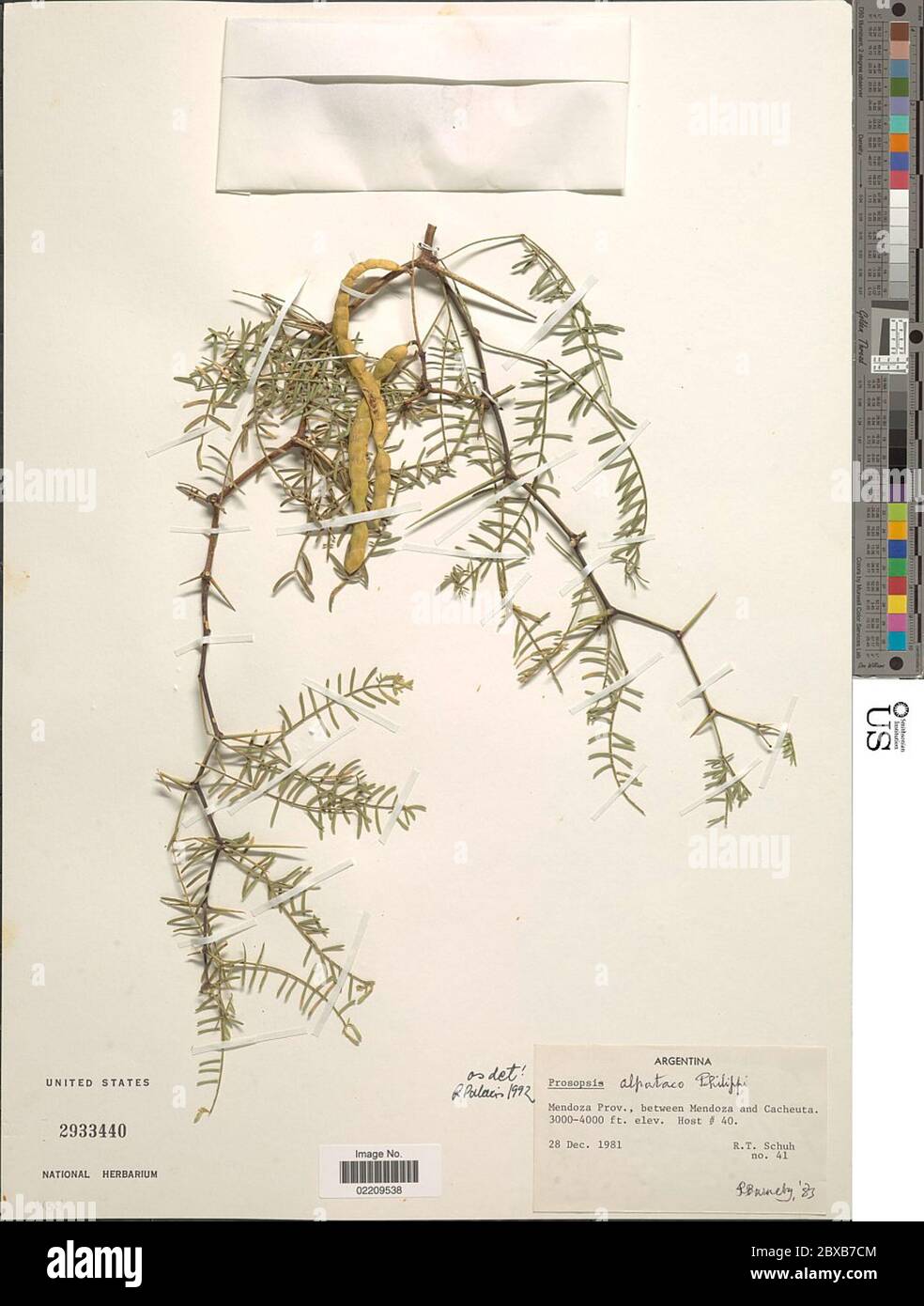 Prosopis alpataco hi-res stock photography and images - Alamy