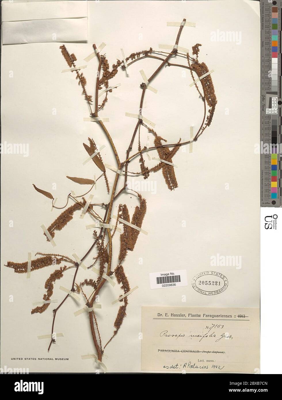 Ruscifolia hi-res stock photography and images - Alamy