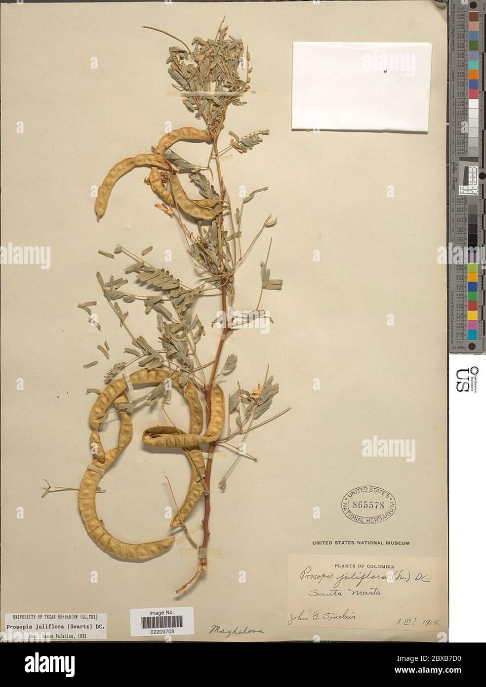 Prosopis juliflora Sw DC Prosopis juliflora Sw DC Stock Photo - Alamy