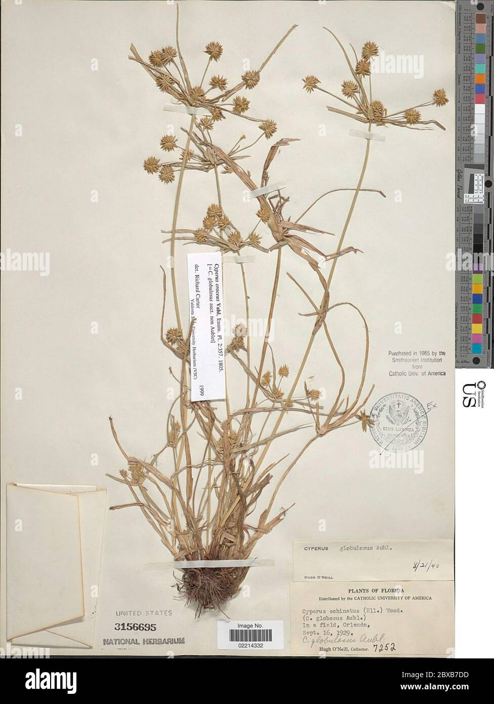 Cyperus croceus hi-res stock photography and images - Alamy