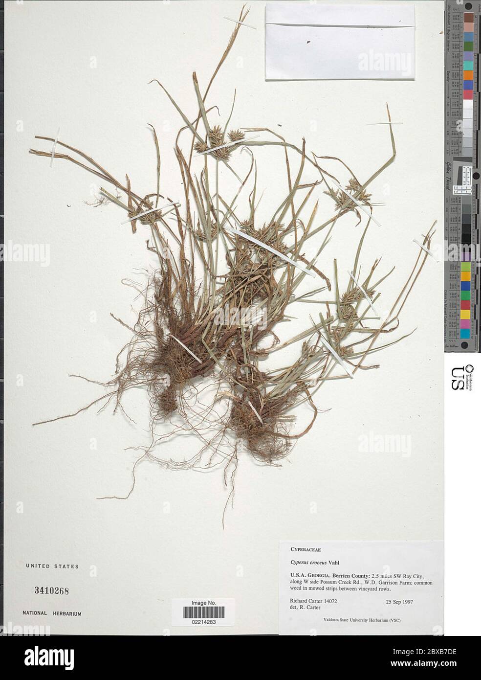 Cyperus croceus Vahl Cyperus croceus Vahl Stock Photo - Alamy