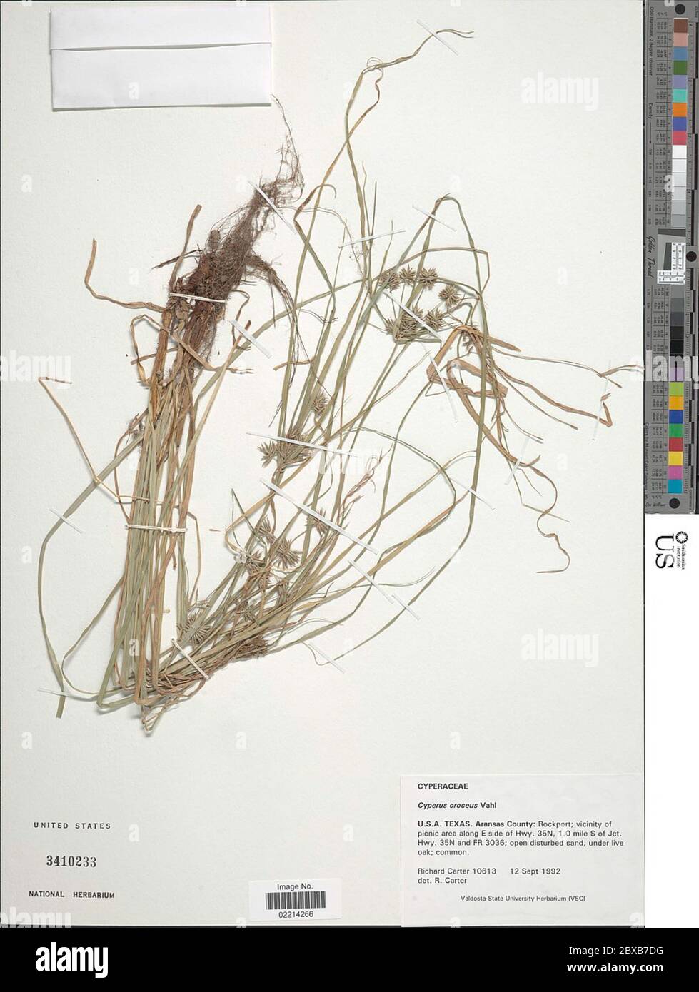 Cyperus croceus Vahl Cyperus croceus Vahl Stock Photo - Alamy