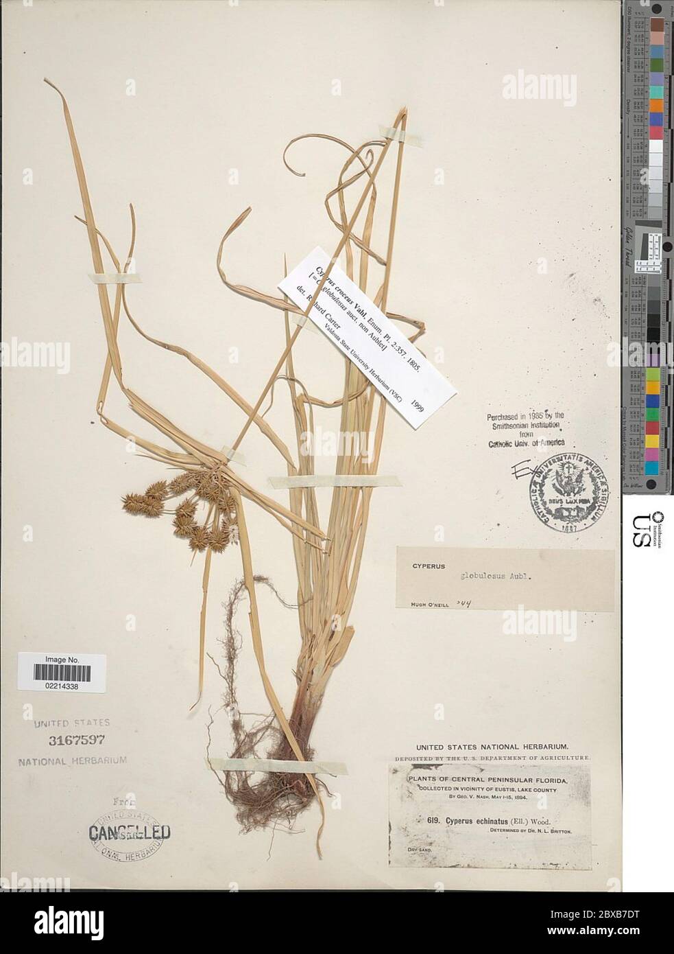 Cyperus croceus hi-res stock photography and images - Alamy