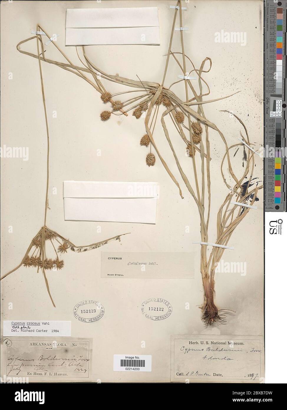 Cyperus croceus Vahl Cyperus croceus Vahl Stock Photo - Alamy