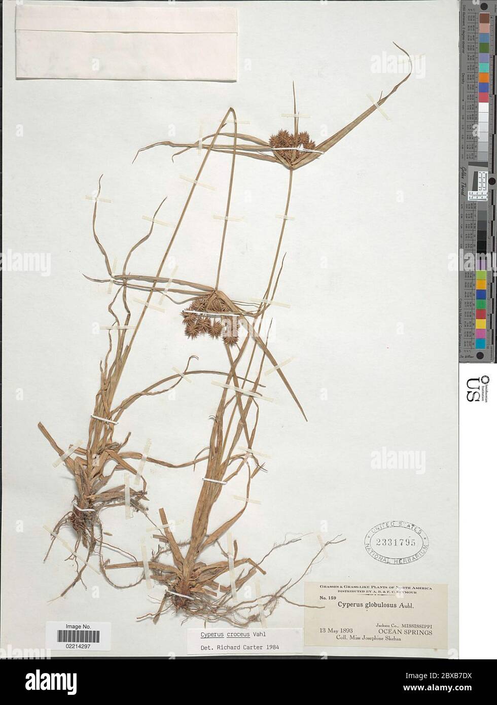 Cyperus croceus hi-res stock photography and images - Alamy