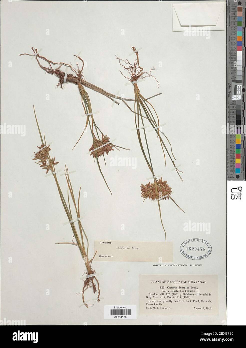 Cyperus dentatus Torr Cyperus dentatus Torr Stock Photo - Alamy