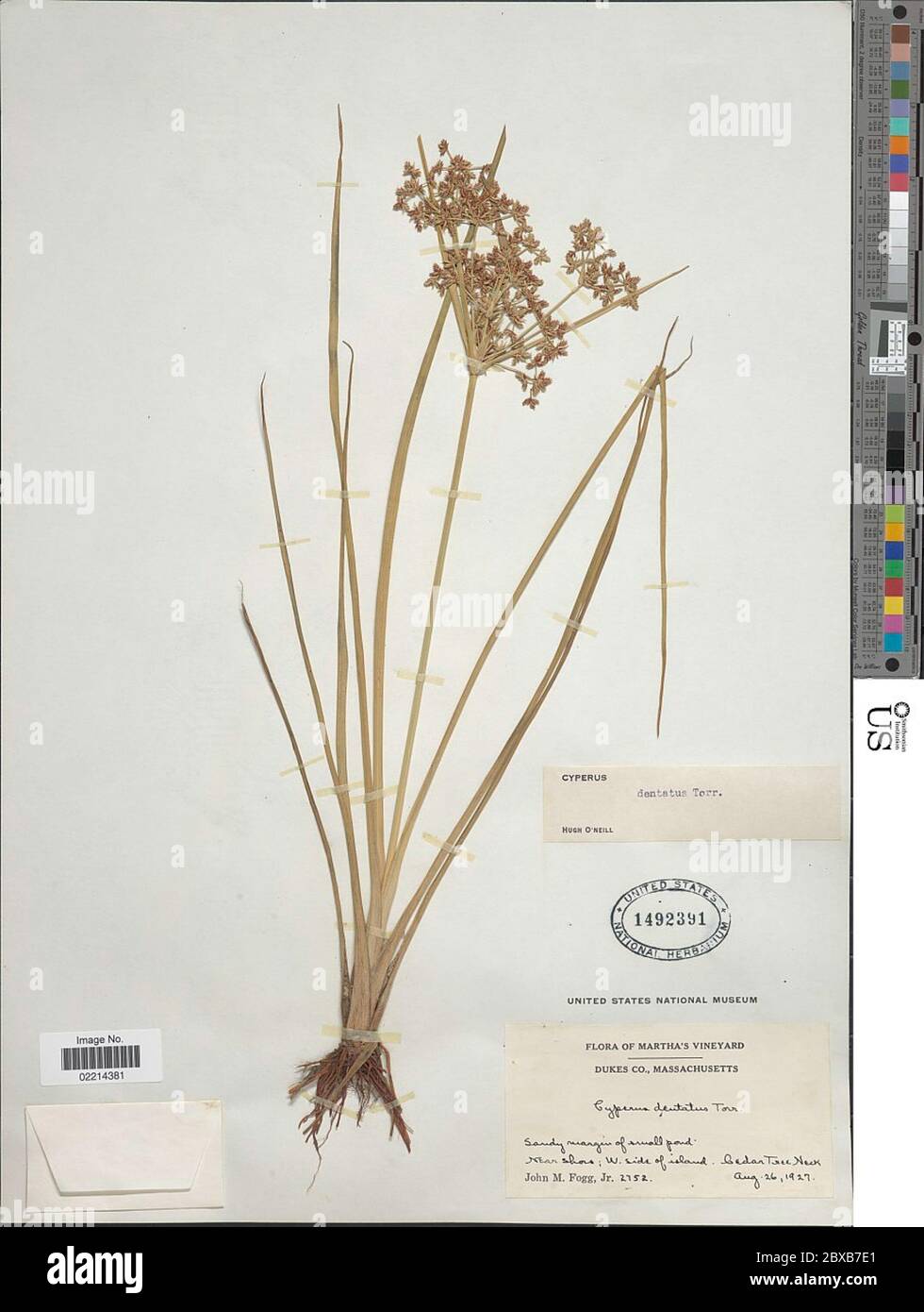 Cyperus dentatus Torr Cyperus dentatus Torr Stock Photo - Alamy