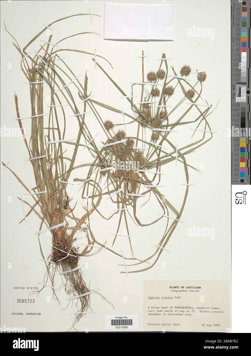 Cyperus croceus hi-res stock photography and images - Alamy