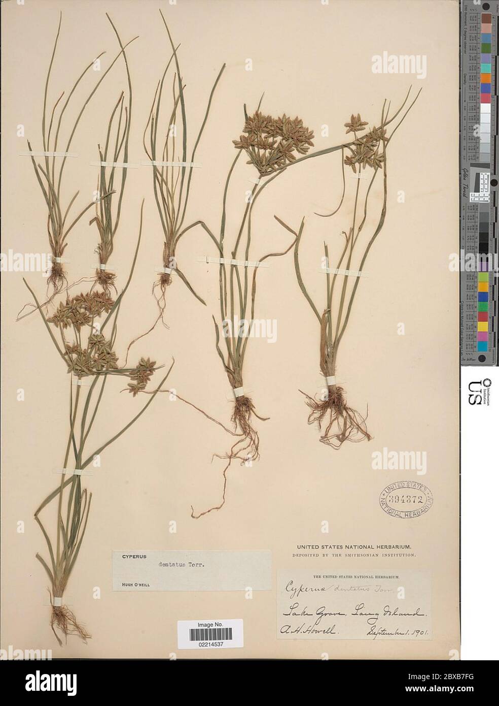 Cyperus dentatus Torr Cyperus dentatus Torr Stock Photo - Alamy
