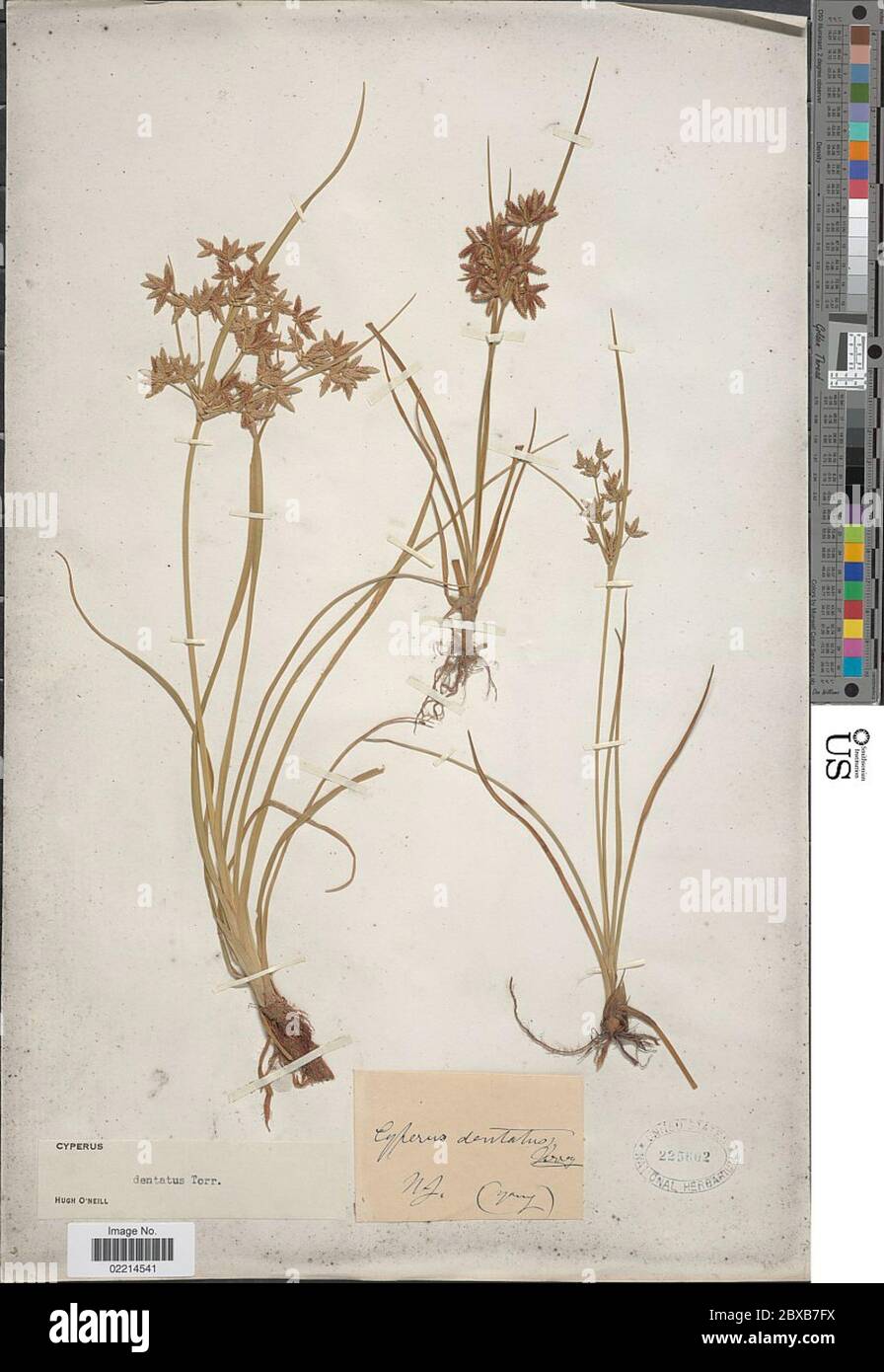 Cyperus dentatus Torr Cyperus dentatus Torr Stock Photo - Alamy